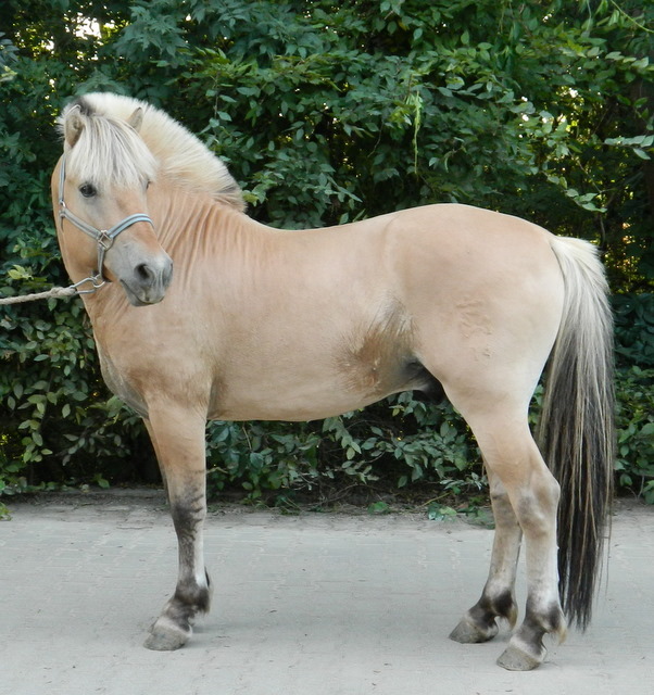 Lélevage De Chevaux Fjord