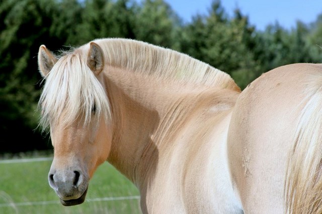 Le cheval de race Fjord